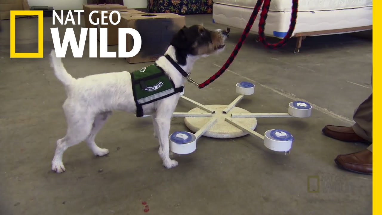 Bedbug Detectors | The Invaders