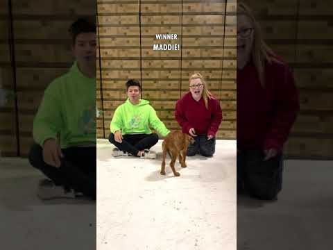 Puppy Love Challenge! 🥰