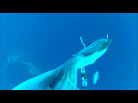Red snapper descended using the SeaQualizer