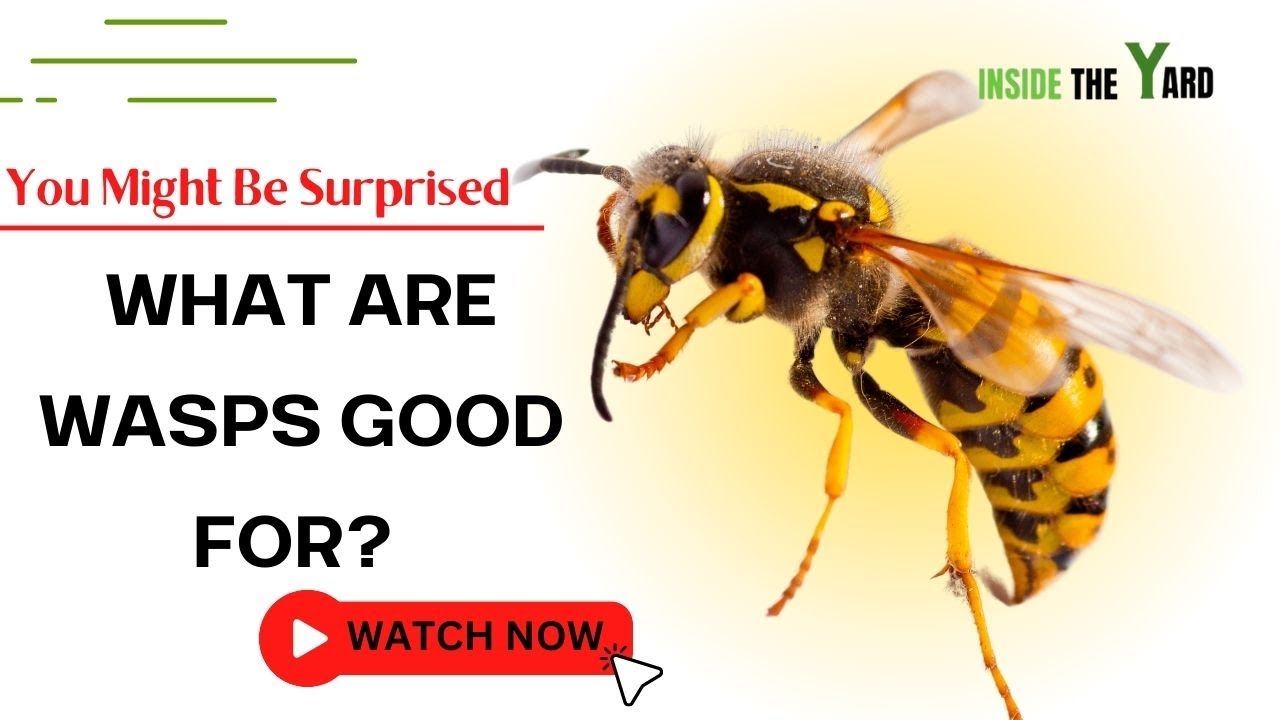 What Are Wasps Good For? [ Explained In Details ]