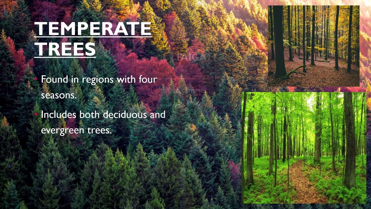 Types of Trees 🌴 | PowerPoint | Presentation | ppt 