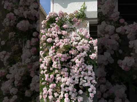 Climbing Roses in Pots
