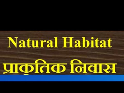 Natural Habitat| Adventures|Natural Habitat meaning|lion natural habitat in forest #learning#english
