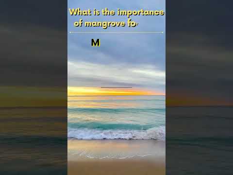 25 What is the importance of mangrove forests