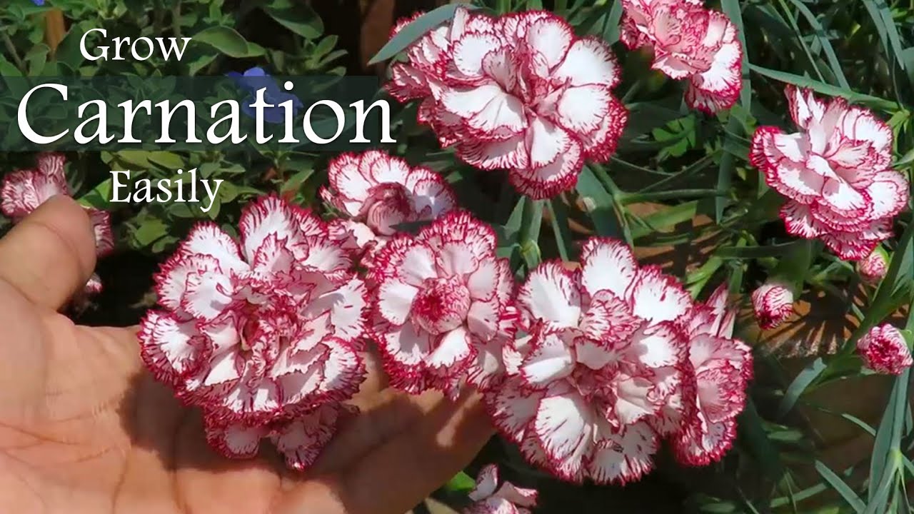 Carnation Flower | Carnation Plant Care .. Dianthus Flower
