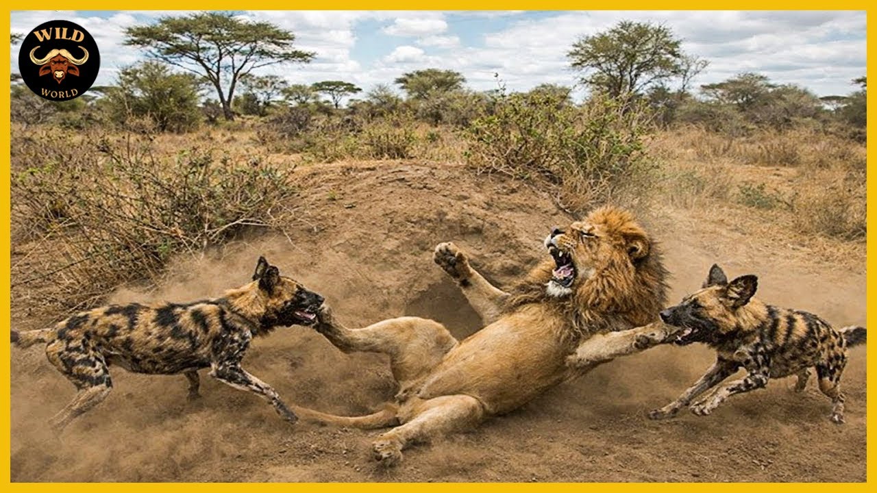 Shocking results for the lion after facing an unworthy opponent | Animal Wrestling | Wild Animals