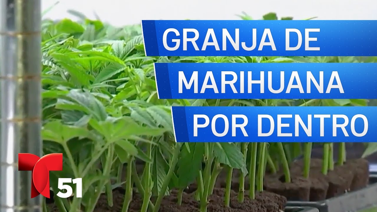 La transformación de la industria del cannabis en Florida