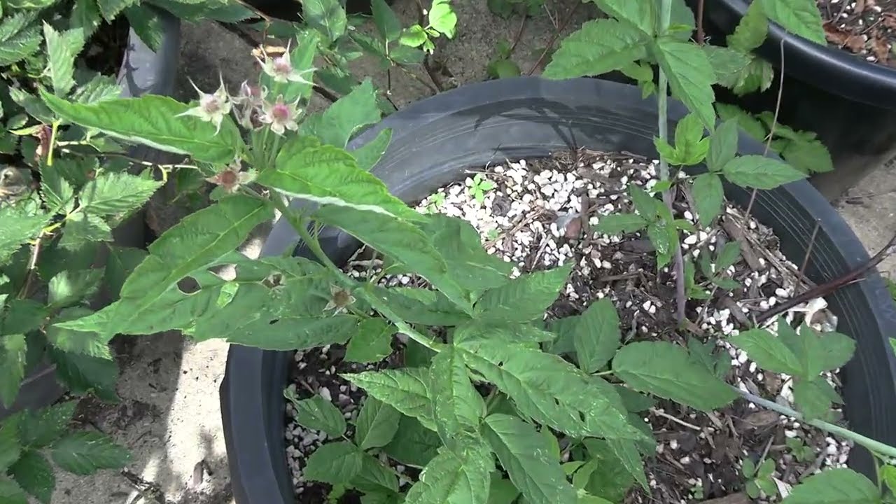 Thornless Black Raspberry, Primocane flowering !