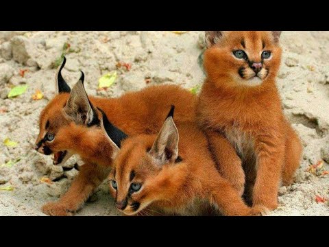10 RAREST Cat Breeds In The World!