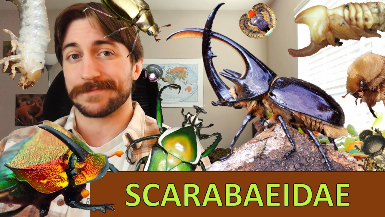 Scarabaeidae: Scarab Beetles - Family Spotlight