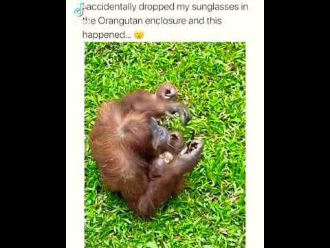 Orangutans are so smart ๐ฎ๐hey are a critically endangered species due to the deforestation crisis