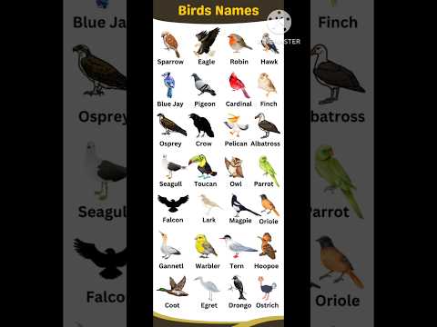 birds name in english | 🐦 birds name #meaning #shorts #english #birds #learn