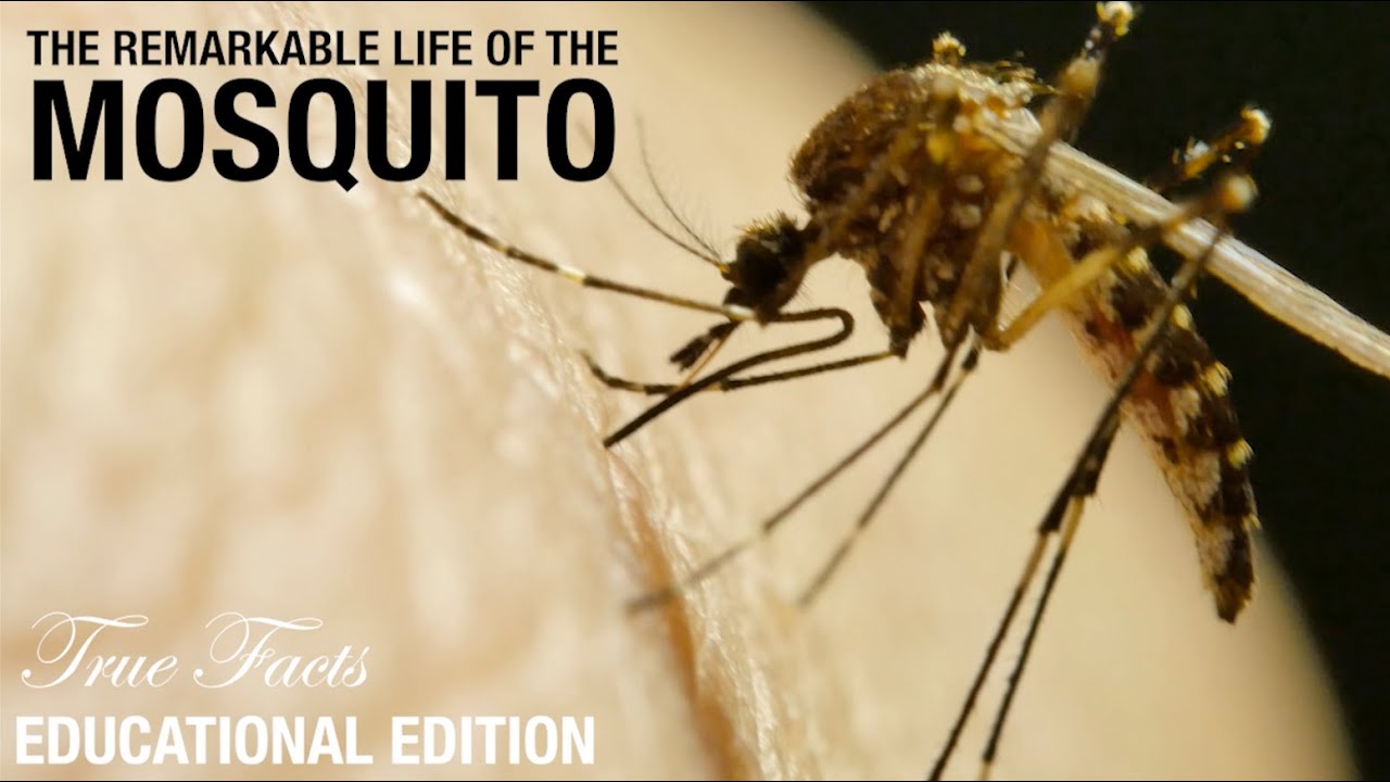 True Facts Mosquitos: Educational Edition