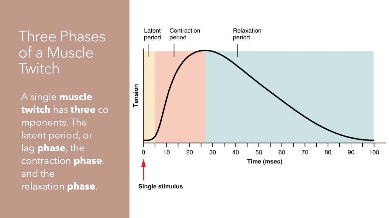 PhysioEx Exercise 2 - Skeletal Muscle Physiology