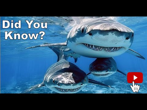 The Shocking Secrets of Sand Tiger Shark Reproduction!