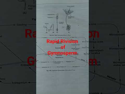 RAPID RIVISION OF GYMNOSPERM FOR NEET|DSSB|BPSC|TGT |PGT EXAM