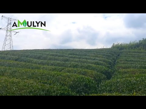 matcha tea garden