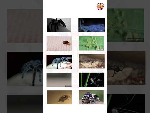 10 Arachnids Name - Learn Arachnids English Vocabulary