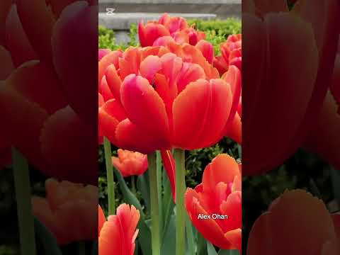 In the language of flowers, red tulips speak of undying love, their vibrant blooms a testament