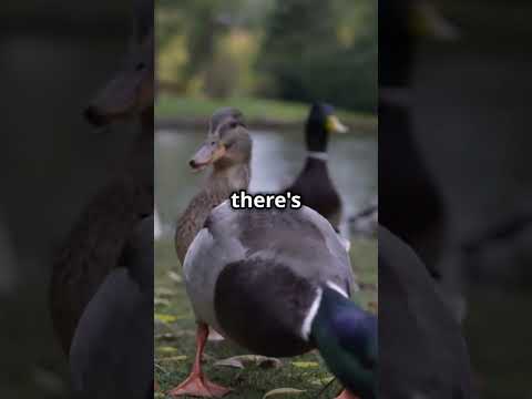 🦆 10 Amazing Facts About Runner Ducks You Didn’t Know!*🏃♂️