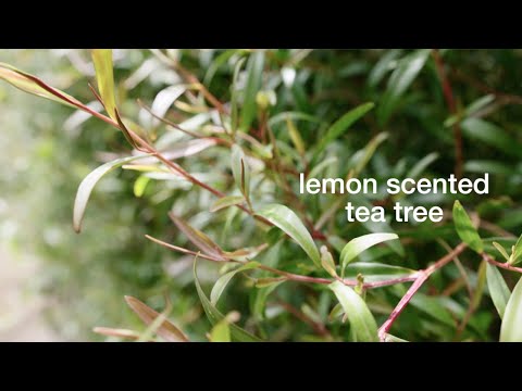 Anchored Outdoors: Jude Mayall Explains How to Use the Lemon Scented Tea Tree