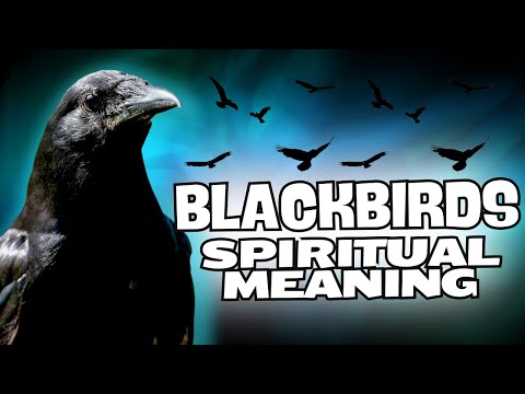 Blackbirds Spiritual Meaning & Symbolism | The Spiritual Parrot