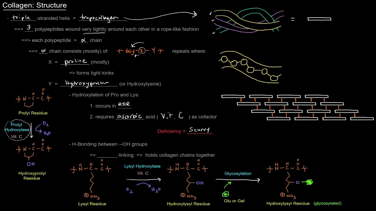 Collagen: Structure [free sample]