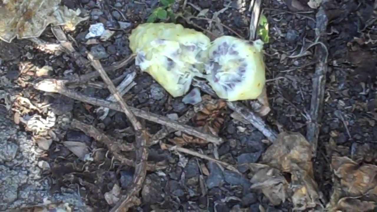 Help us Identify  this Alien Plant