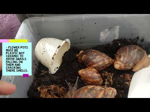 Giant african land snails - basic care