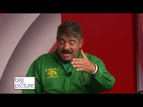 Big Picture - Tony's Tree Service