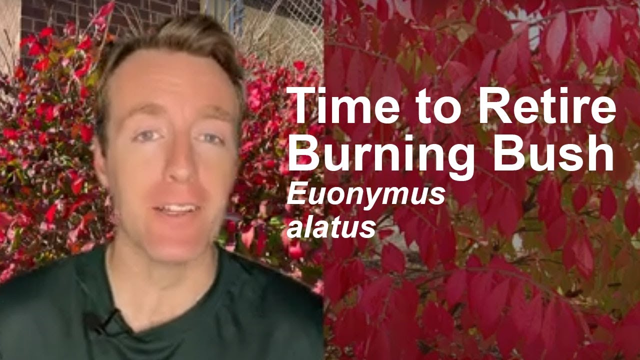 Time to Retire Burning Bush: Recommended Alternative Plants