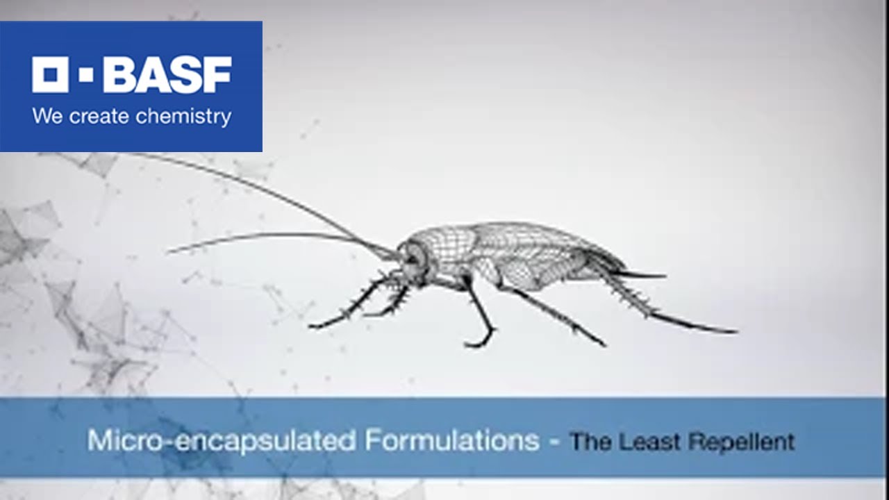 Complete Cockroach Control Solution: Using Non-Repellents