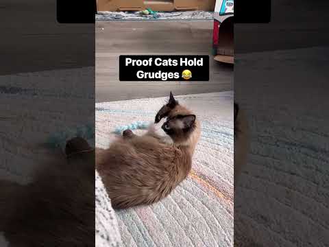 Proof that cats hold grudges 😂 #catvideos #funnycatvideos #cat