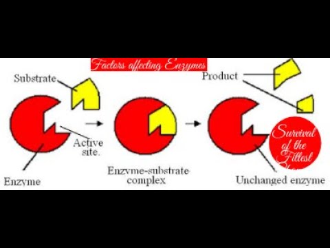 FACTORS AFFECTING ENZYME ACTIVITY