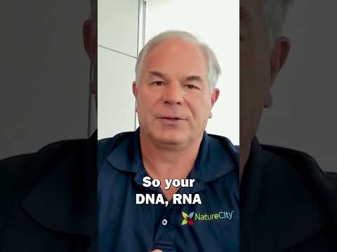 The Many Roles of Folate in the Body and Why You Need Folate