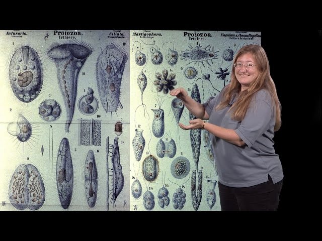 Exploring the Evolution of the Dynamic Cytoskeleton: Insights from ...