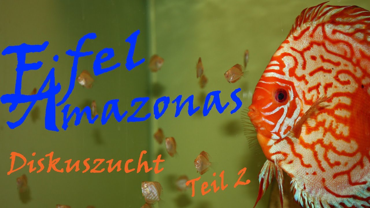 Diskuszucht Teil 2 - mein Zuchtbericht über 6 Monate