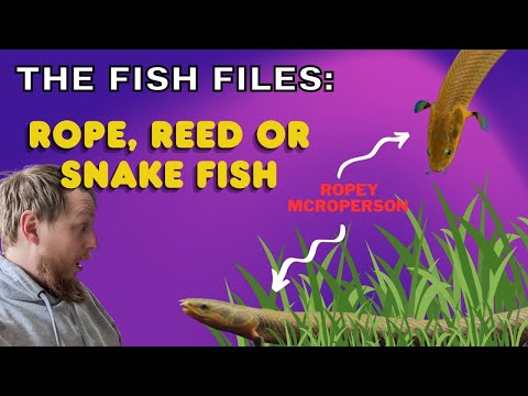 Ropefish and Hillstream Loaches? - General Chat - Aquarium Co-Op Forum