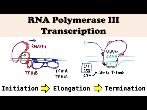 RNA Polymerase III Transcription - Promoters, TFs, Initiation, Elongation, and Termination steps