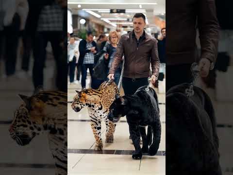 Brave man walking his jaguars in a mall among people. #jaguar#animals #animalshorts