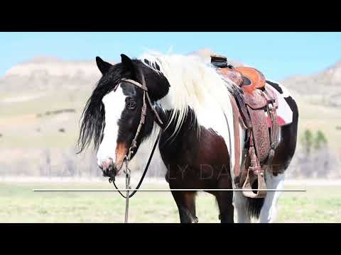 Tinkerhäst Sto 9 år 150 cm Brun in Chadron