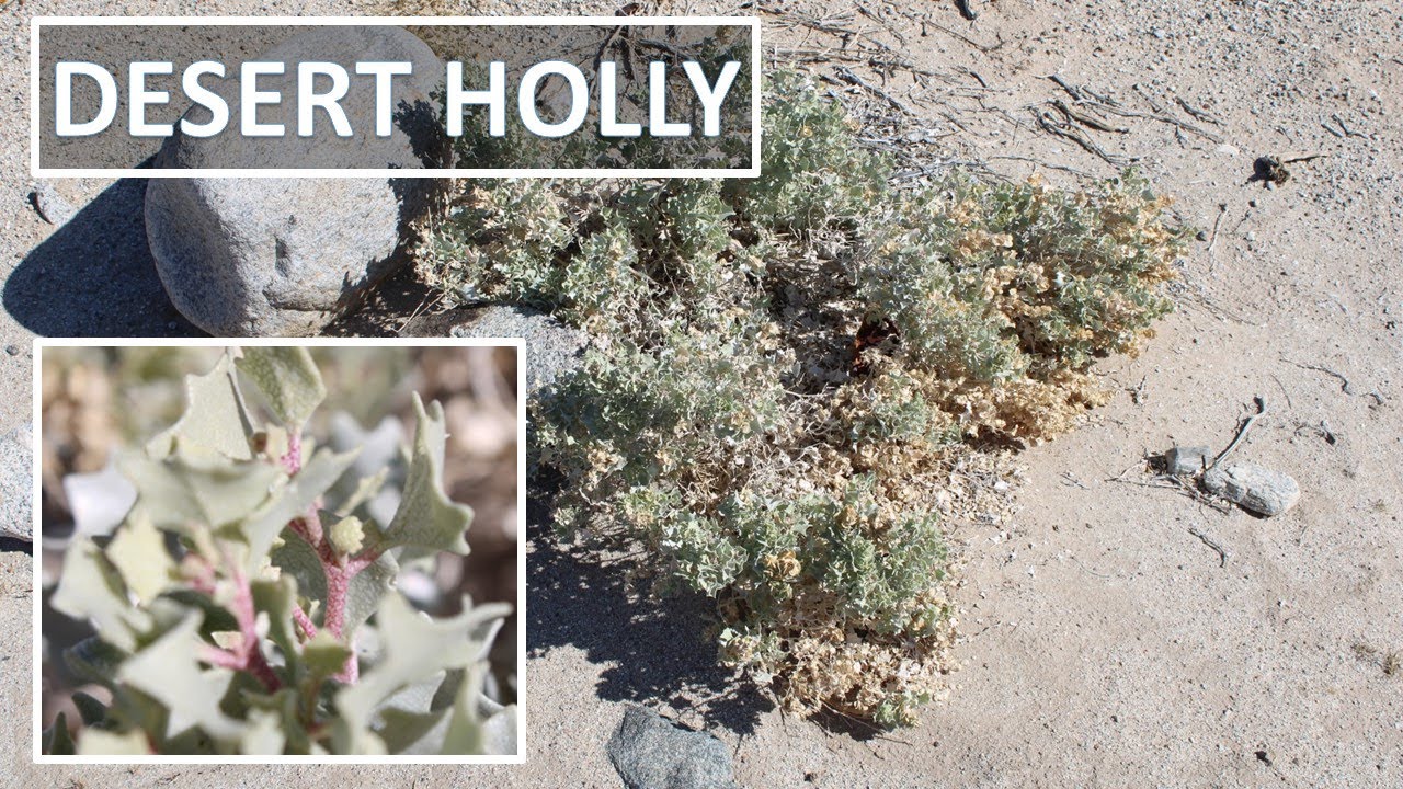 DESERT HOLLY SALTBUSH (Atriplex hymenelytra), Anza-Borrego, Sonoran Desert (aks Desertholly)
