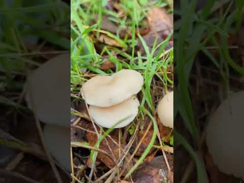 Light and fluffy ones... #mushroom #mushies #fungus