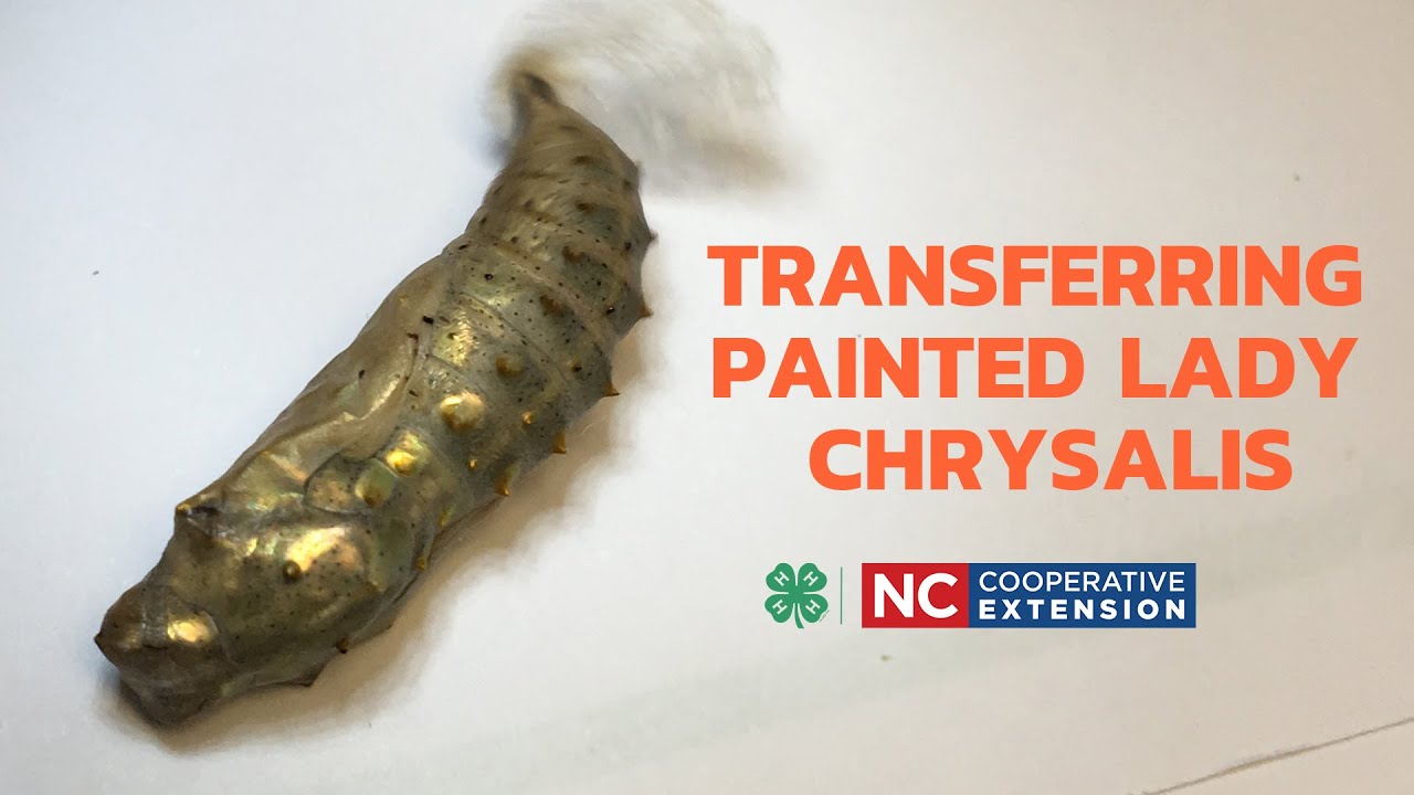 Transferring Painted Lady Chrysalis