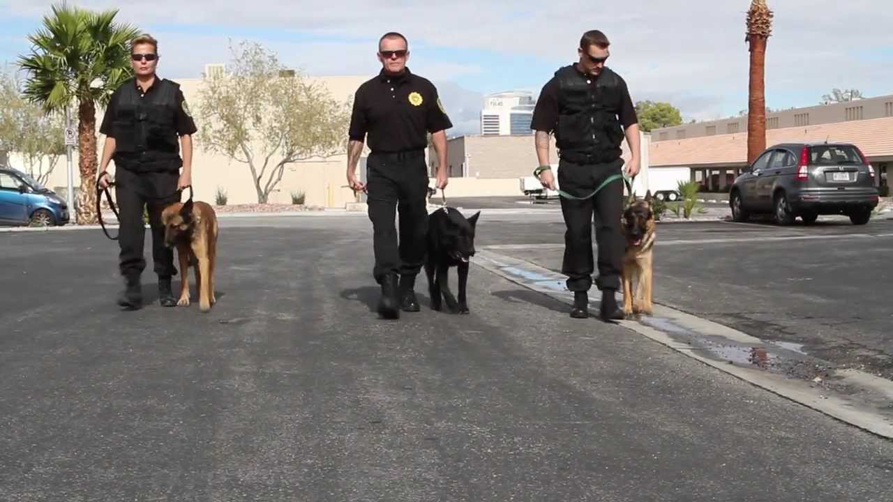 High Powered K9 Security