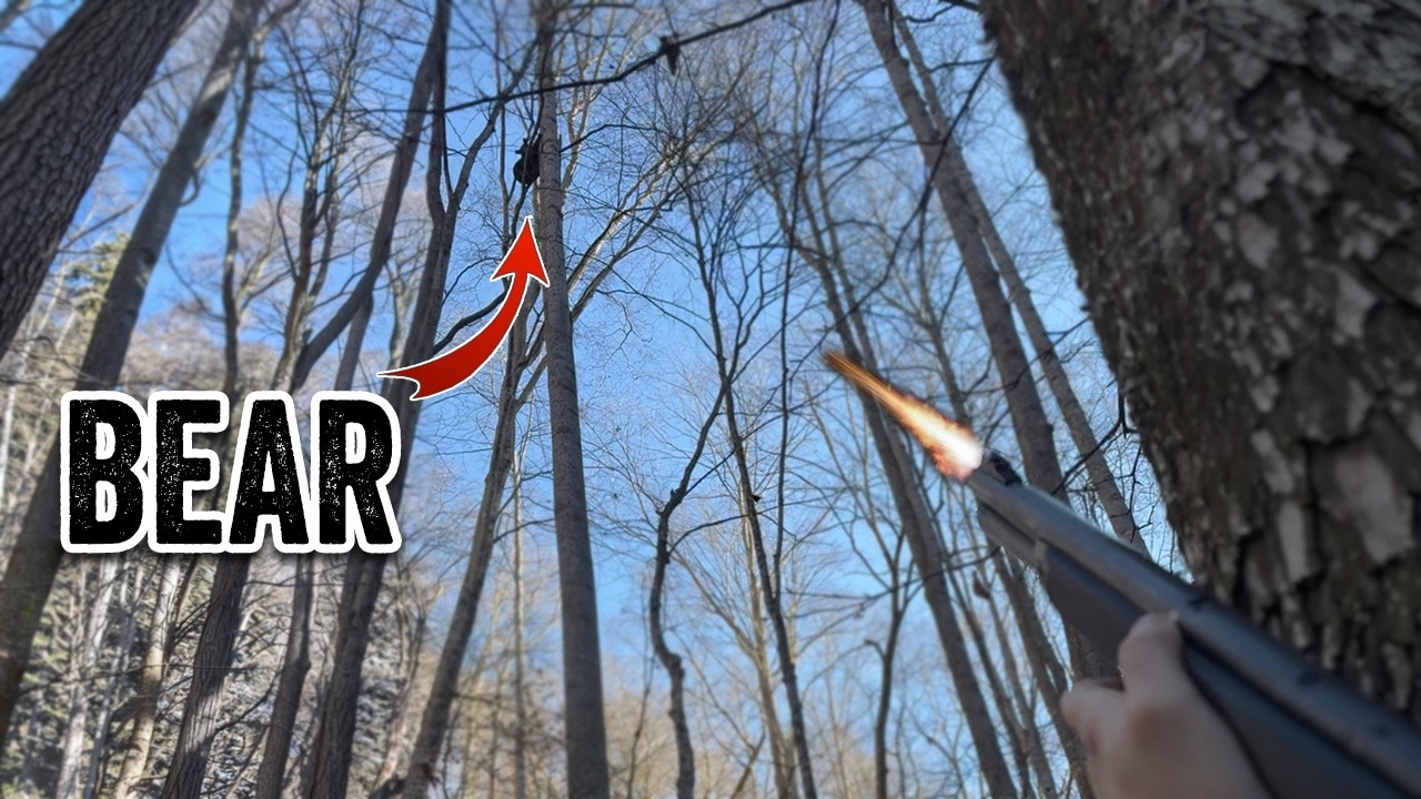 CHASING BEARS with DOGS! REALITY CHECK
