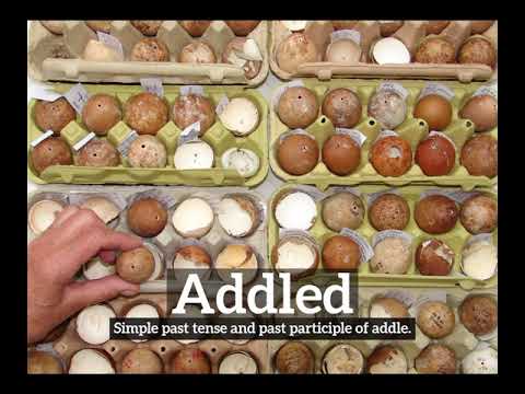 What is Addled? | How to Say Addled in English? | How Does Addled Look?