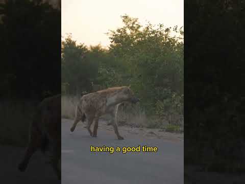 Hyenas can laugh #shorts #youtubeshorts #short