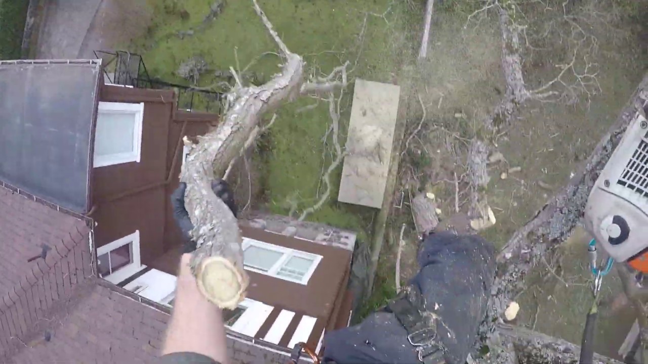 Locust Tree Removal - Urban Tree Care