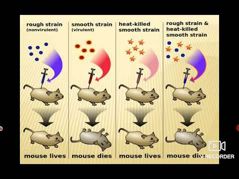 DNA AS GENETIC MATERIAL -12th